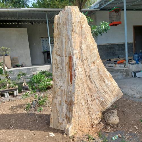 Jual Dekorasi taman batu fosil kayu utuh petrified wood 250x130 - Kab ...