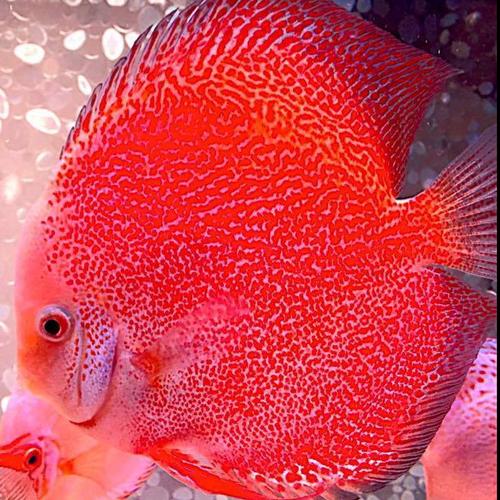Jual ikan discus snow leopard - 1 cm - Kab. Bogor - our discus | Tokopedia