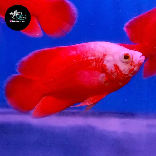 Jual IKAN HIAS OSCAR PARIS RED CHILI - Jakarta Barat - Mars Aquatic ...