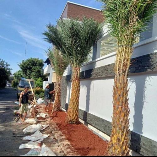 Jual pohon palm kenari palem - Kab. Bogor - Tanaman store69_NEW | Tokopedia