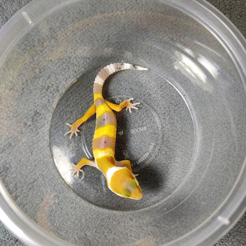 Jual Leopard gecko sunglow shtct Tangerine enigma lemon frost Promo ...