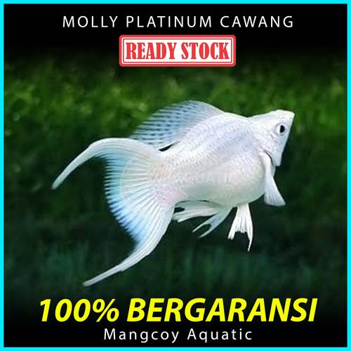 Jual Molly Platinum Cawang / Cagak - Ikan Hias Aquarihm / Aquascape ...
