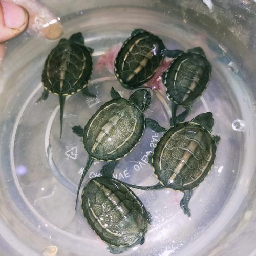 Jual baby kura kura chinemys reevesi - Kab. Belitung - Laskar kura kura ...
