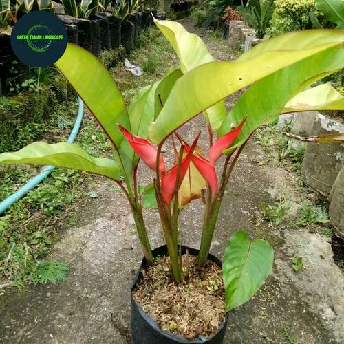 Jual tanaman pisang bali - pisang pisangan - Kab. Bogor - GREEN TAMAN ...