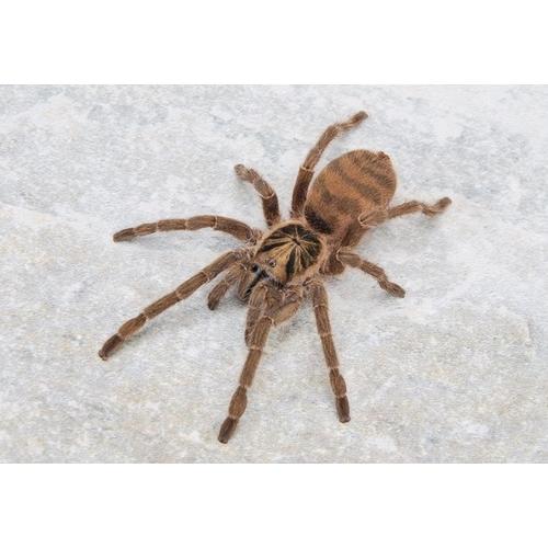Jual HOLOTHELE INCEI SLING TARANTULA - Kota Bandung - spider lover ...
