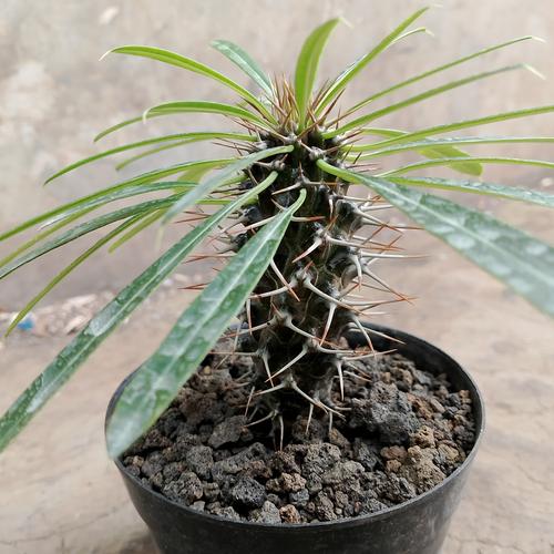 Jual pachypodium lamerei rare item KAKTUS SUKULEN TANAMAN HIAS - Kab ...