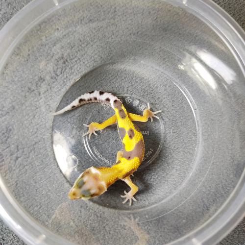 Jual Leopard gecko enigma lemon frost Promo - Kota Tangerang - Reptile ...