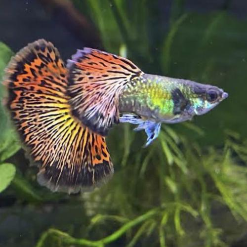 Jual GUPPY RED DRAGON / GUPPY BLUE DRAGON / GUPPY DRAGON HALFMOON ...