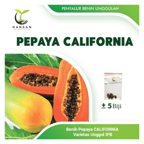 Jual 5 Benih Pepaya California F1 Calina IPB - Bibit Buah Kalifornia ...