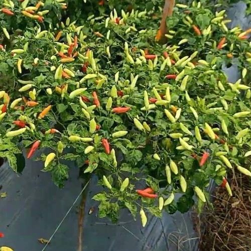 Jual bibit tanaman cabe rawit setan super pedas sudah berbuah - Kota ...