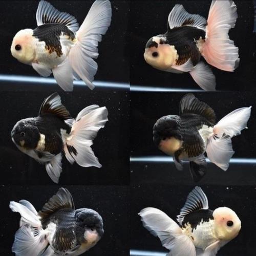 Jual ikan koki oranda panda size S - Kota Tangerang - Naqqy22 | Tokopedia