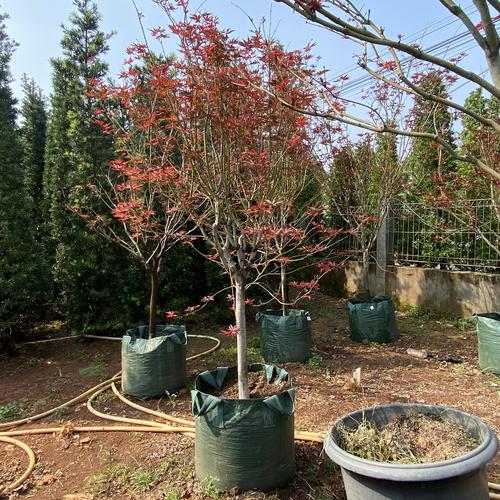 Jual Pohon Maple Merah Tinggi 2 Meter - Jakarta Barat - little Bali ...
