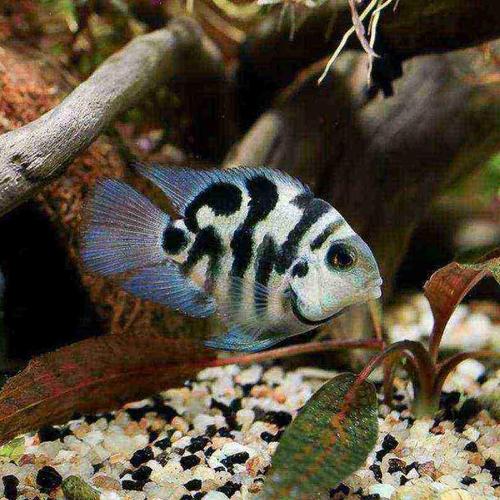 Jual IKAN HIAS POLAR BLUE PARROT CICHLID CONVICT HYBRID ZEBRA AIR TAWAR ...