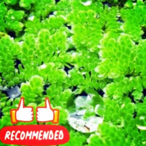 Jual Azolla 500Gr Azola Microphylla Bibit Tanaman Makanan Ternak Wolfia ...