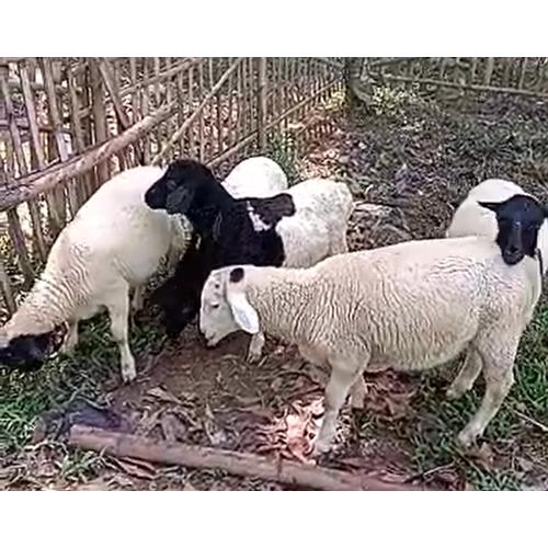 Jual Domba Dorper F1 cempe - Kota Bekasi - kandang dorper | Tokopedia