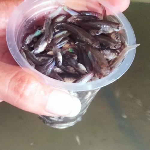 Jual ikan cere hidup pakan ikan predator ikan cere hidup per gelas ...