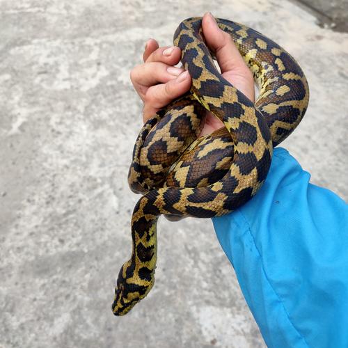 Jual ular python carpet karpet piton no retic boa molu cornsnake ...