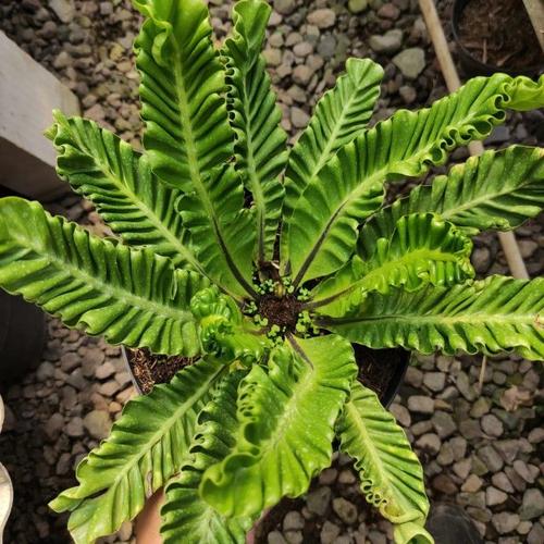 Jual kadaka lasagna jumbo - Tanaman hias kadaka osaka - Kadaka Osaka ...