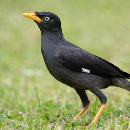 Jual burung jalak kebo mata putih pilihan - Jakarta Timur - toko_burung ...