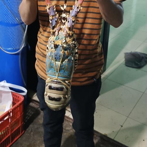Jual Lobster Laut Mutiara Besar 1Kg (isi 1 Ekor) Lobster Mutiara Frozen ...