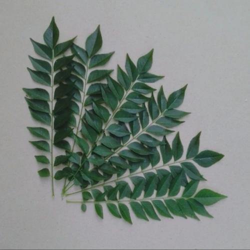 Jual DAUN KARE/KARI/CURRY LEAVES/DAUN SALAM KOJA/DAUN TEMURUY/TEMURUI ...