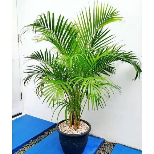 Jual palem kuning 1 meter palem areca pohon palm kuning tinggi tanaman ...