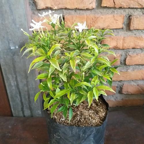 Jual Tanaman Hias Melati Rombusa Tanaman Sabrina - Sabrina White - Kota ...