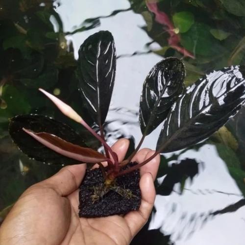 Jual Bucephalandra skeleton king dark achiles Buce SK-tanaman aquascape ...