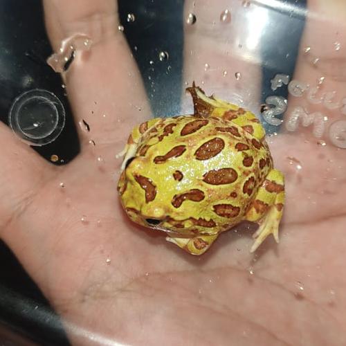 Jual kodok pacman frog all varian random - KANDANGNYA SAJA - Kota ...