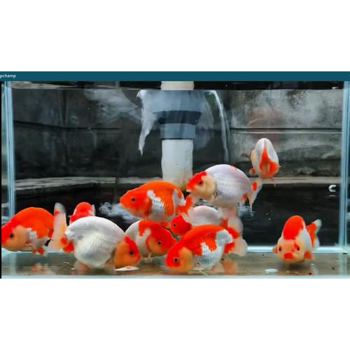 Jual rancu red white / ikan mas koki ranchu red white short body - Kota ...