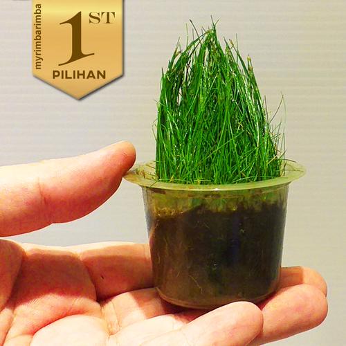 Jual Hair Grass Japan Media Cup Tanah Tanaman Air Rumput Aquascape Low ...