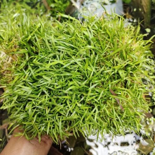 Jual Echinodorus tanellus bahan tanaman aquascape tanelus hiasan ...