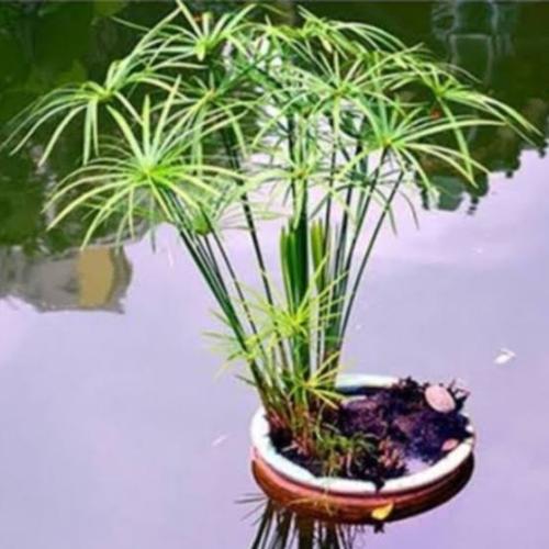 Jual pohon rumput payung - Kab. Bogor - MALA TAMAN | Tokopedia