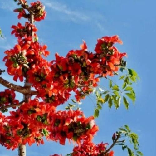 Jual Pohon hias sepatu Dea diamter batang14cm sampai 15cm - Kota Depok ...