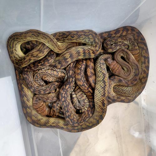 Jual scrub python patola merauke female mulus makan lancar - Jakarta ...