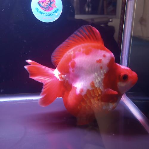 Promo Ikan Hias Mas Koki Ryukin Red White RW JUMBO INDUKAN BESAR - XXL ...