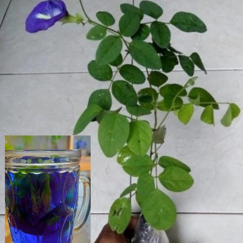 Jual Pohon Bunga Telang | Tanaman Hias Bunga Telang | Tanaman Rambat ...