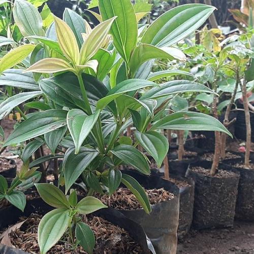 Jual Tanaman parijoto tanaman buah parijoto zz44 BB50 - Kab. Kediri ...
