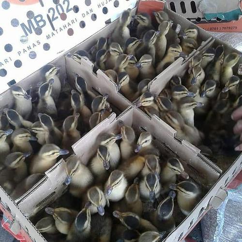 Jual DOD Bebek Alabio - Anak Bebek Alabio - JANTAN - Jakarta Barat ...