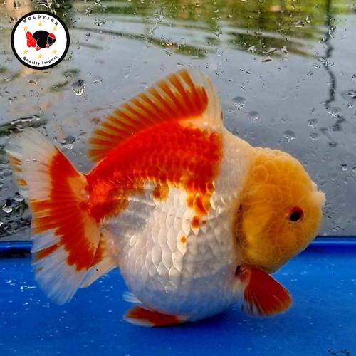 Jual oranda short tail gendut / ikan mas koki bagong short tail - Kota ...
