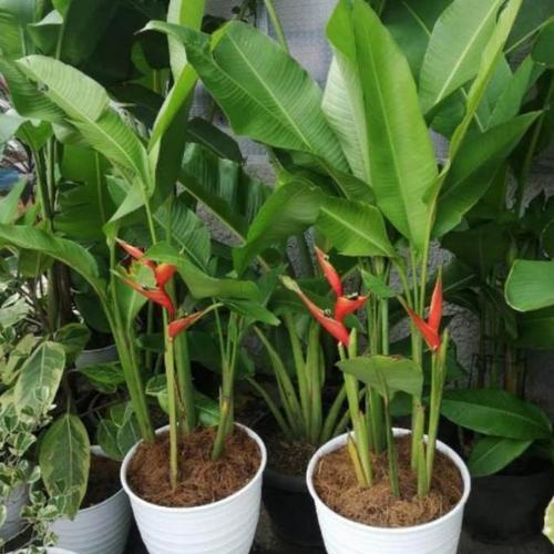 Jual ☀️ tanaman heliconia caribaea pisang karibay tinggi 1 meter ...