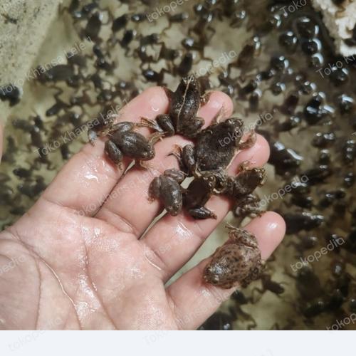 Jual Murah katak air pakan ikan predator/1-3cm min.order(1.000 ekor ...