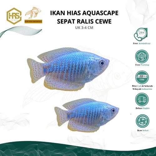 Jual ikan sepat ralis aquascape murah cod - Kab. Bogor - OFFICIAL HRS ...