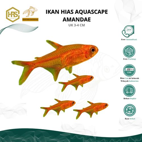 Jual Amandae - ikan hias aquascape murah-bergaransi-cod - amandae, M ...