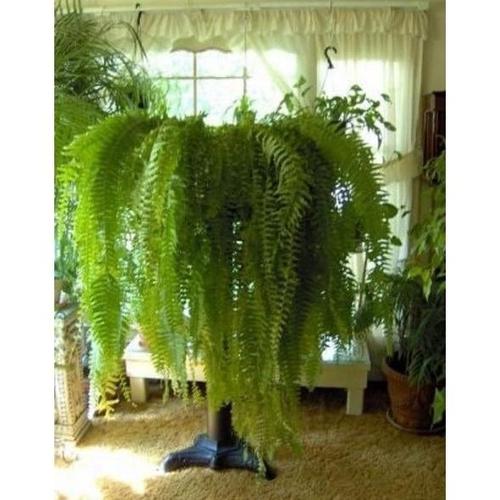 Jual pakis boston ukuran jumbo panjang hampir 1 meter - Jakarta Timur ...