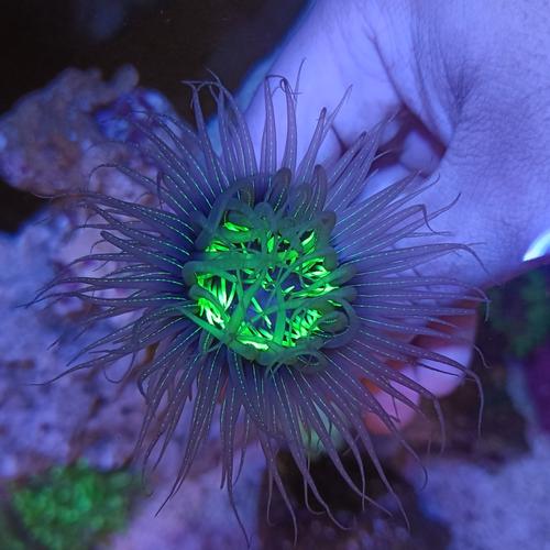 Jual anemon green electrical sariantus cantik rare aquarium laut ...