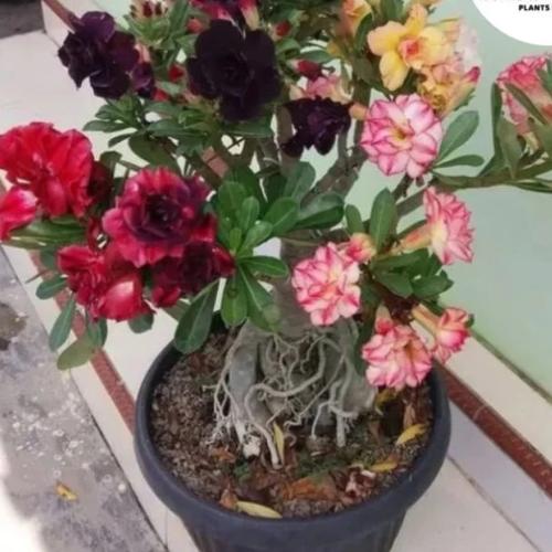 Jual PROMO!! ADENIUM KAMBOJA JEPANG BUNGA TUMPUK//4 WARNA - Kab. Bogor ...