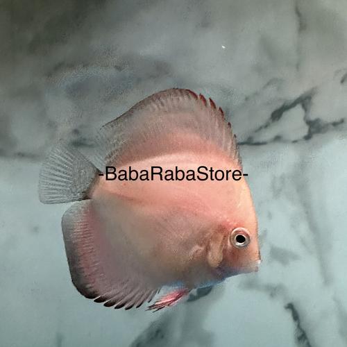 Jual Discus Red Melon 2 inch Kualitas Champion HB Rounded - Jakarta ...