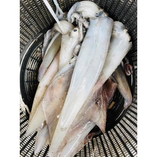 Jual Cumi Bangka Segar Seafood Cumi Cumi Segar 1Kg - 1 Pack, 500 gram ...