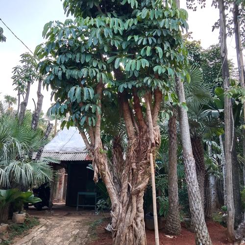 Jual Pohon Walisongo Besar Diameter 50cm Tingi 6m - Kab. Bogor - Taman ...